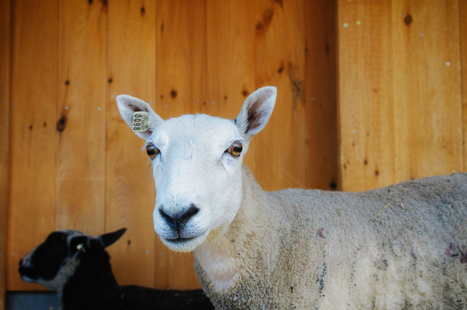 Far Fetch Farm - Trevor LaBarge