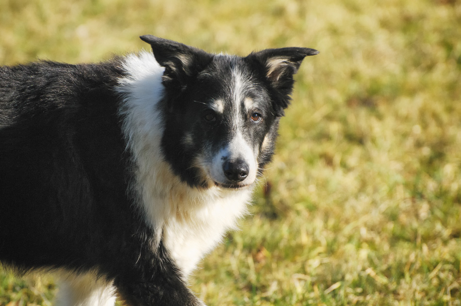 Riley Roo - Trevor LaBarge