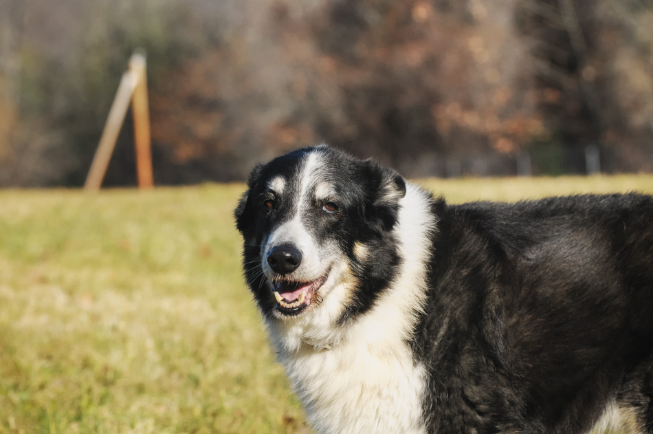 Riley Roo - Trevor LaBarge