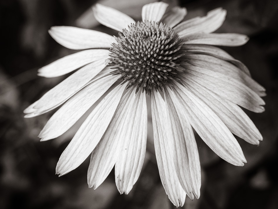 Monochrome Flowers - Trevor LaBarge