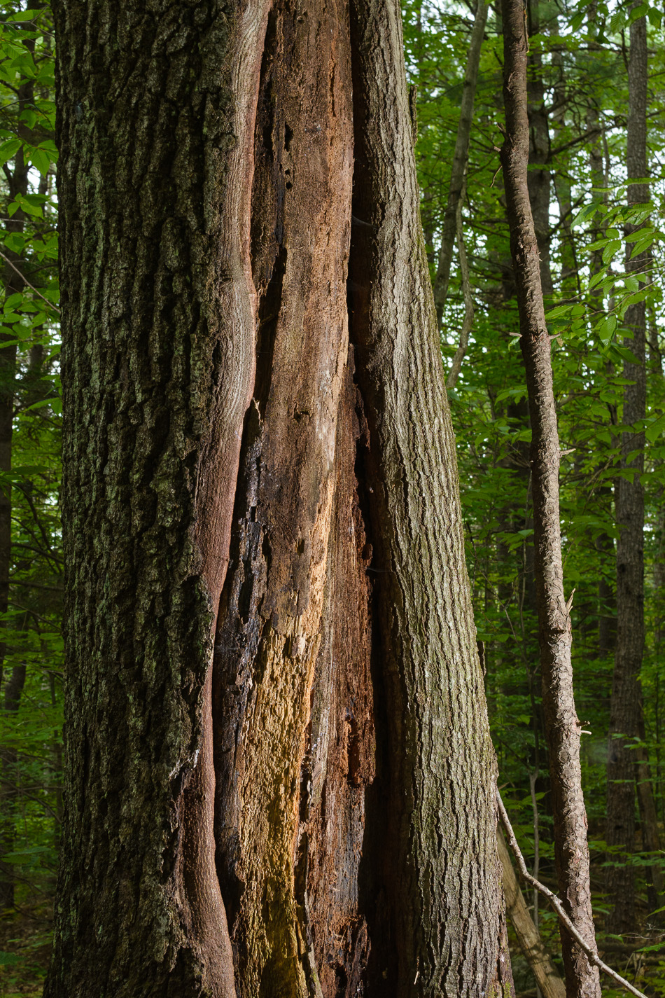 Forest Tree Portraits - Trevor LaBarge