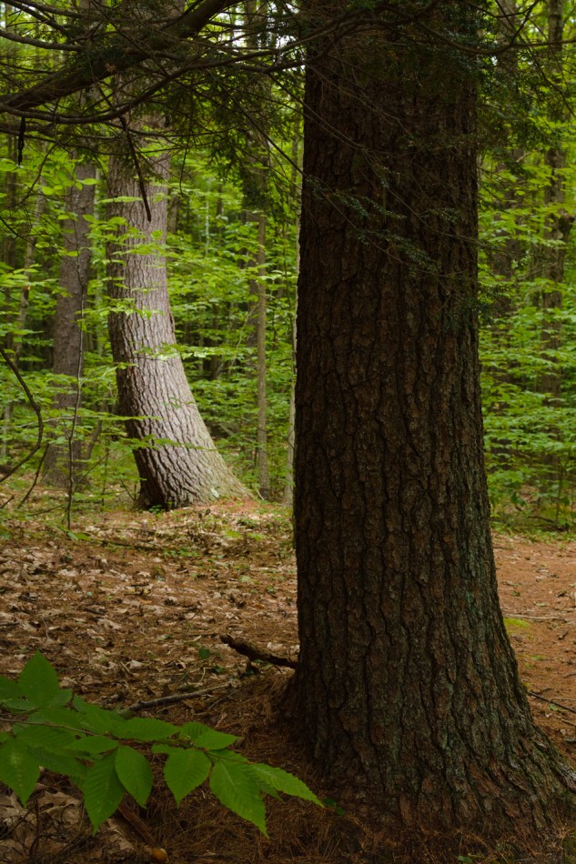 Forest Tree Portraits - Trevor LaBarge