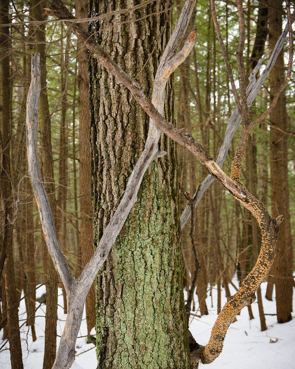 Entangled Tree - Trevor LaBarge