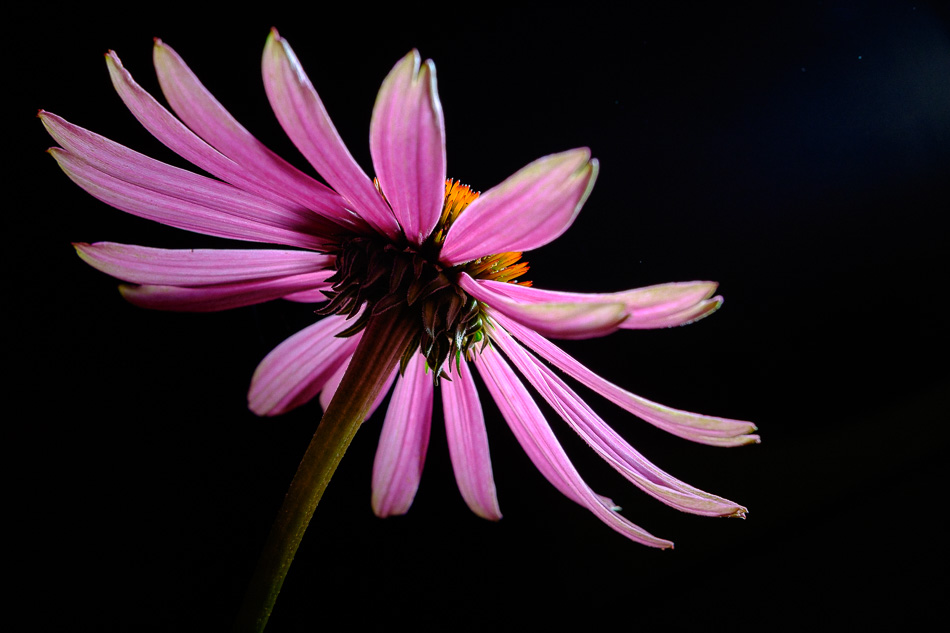 Cone Flower in Color - Trevor LaBarge
