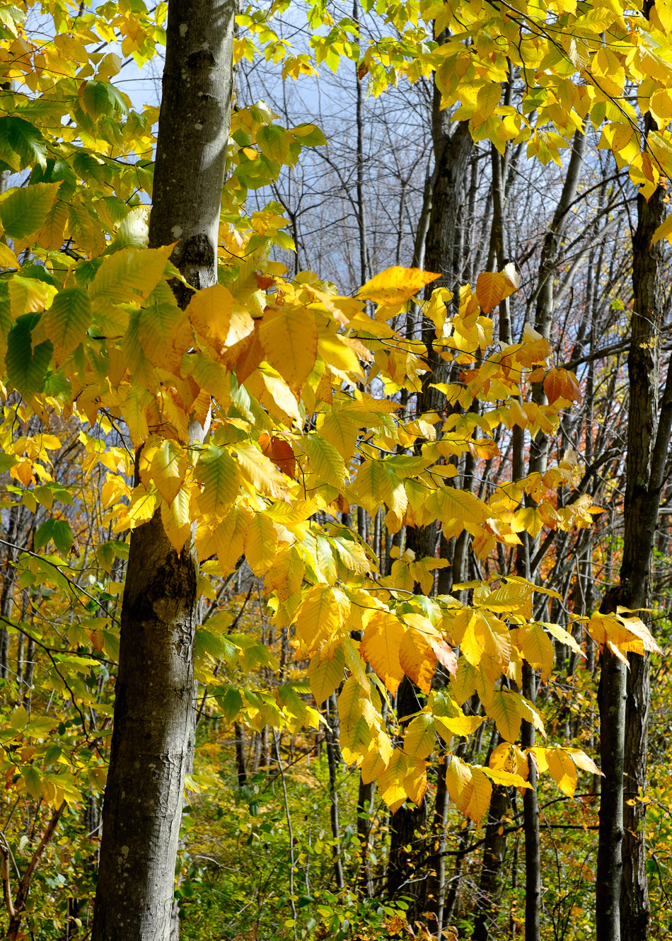Autumn Foliage - Keene, NH - Trevor LaBarge