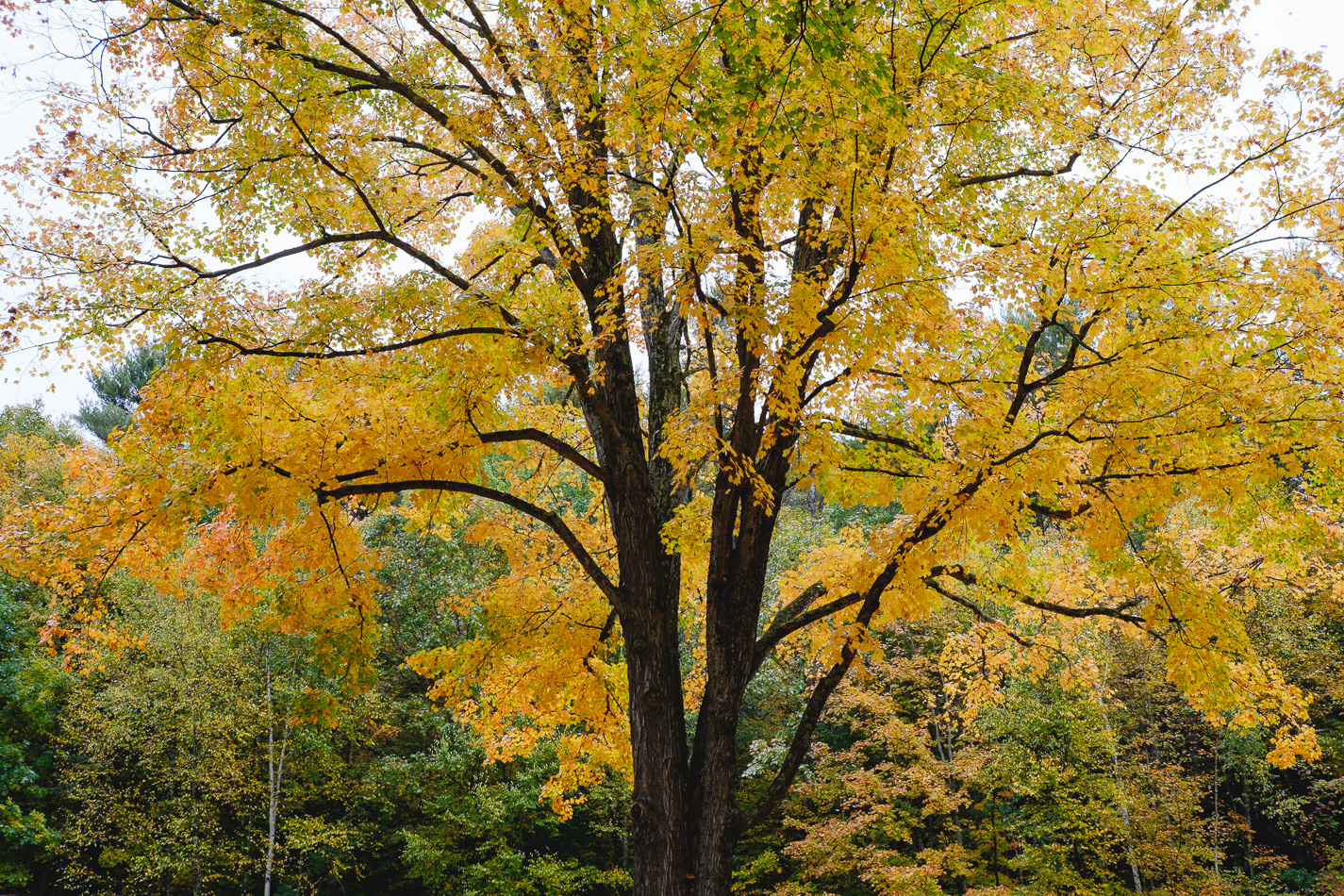 Fall Foliage at Surry Mountain Dam - Trevor LaBarge