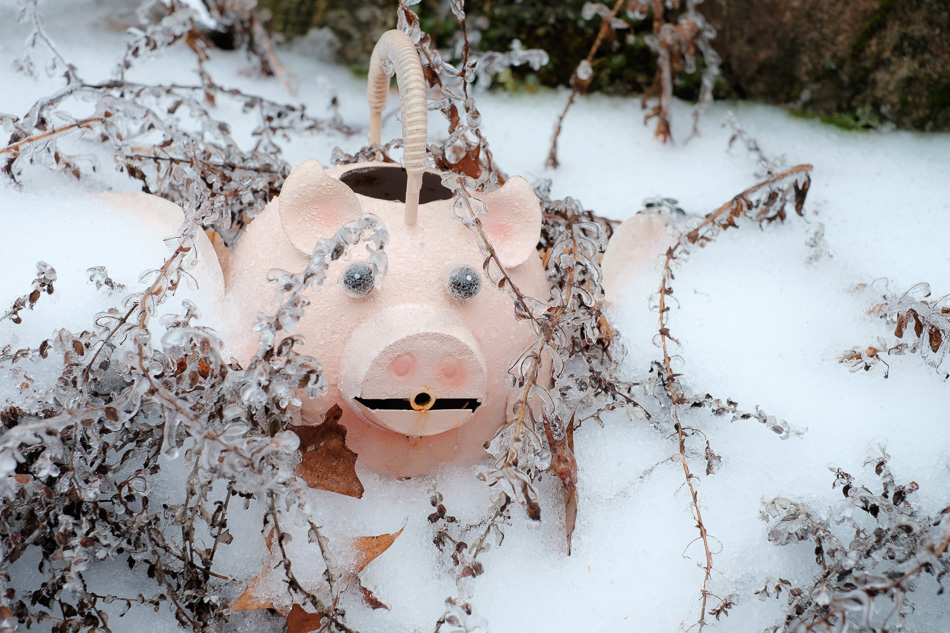 Snow-covered Piggy - Trevor LaBarge