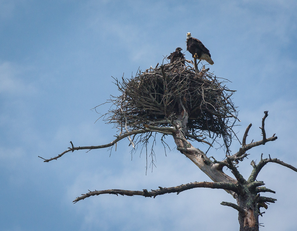 Nesting American Bald Eagles - Trevor LaBarge