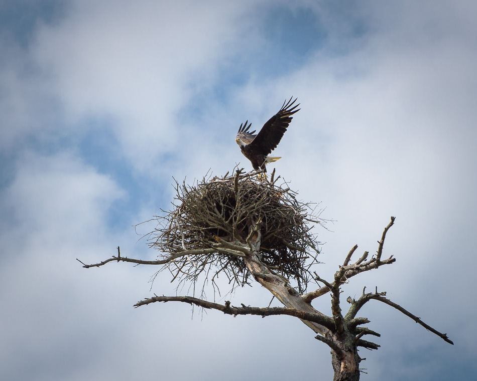 American Bald Eagle Takeoff Sequence - Trevor LaBarge