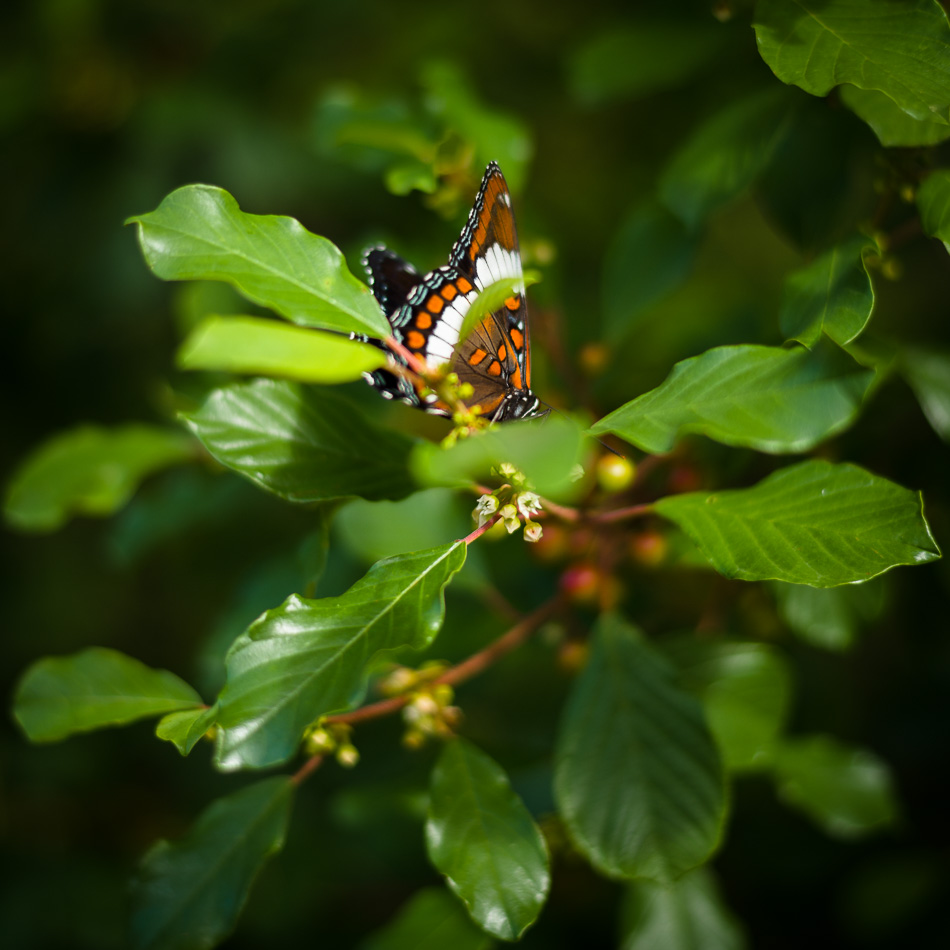 Butterfly at Rest - Trevor LaBarge