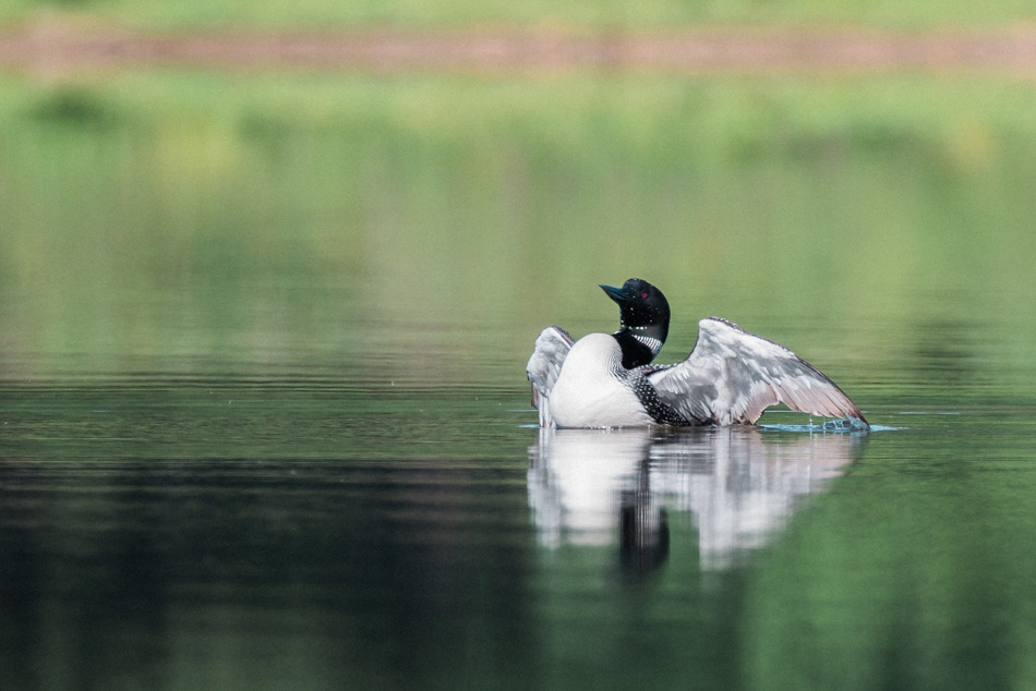Common Loon at Surry Dam - Trevor LaBarge