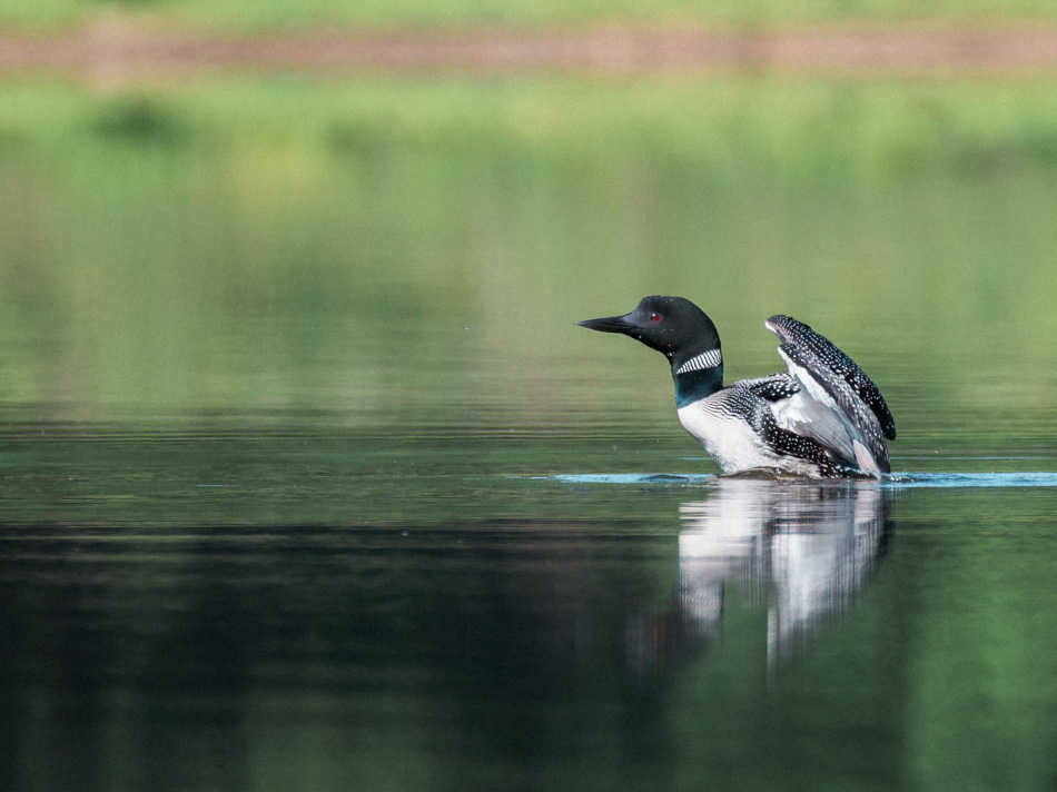 Common Loon at Surry Dam - Trevor LaBarge