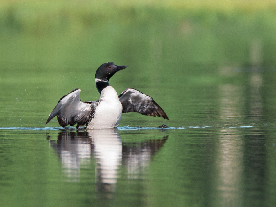 Common Loon at Surry Dam - Trevor LaBarge