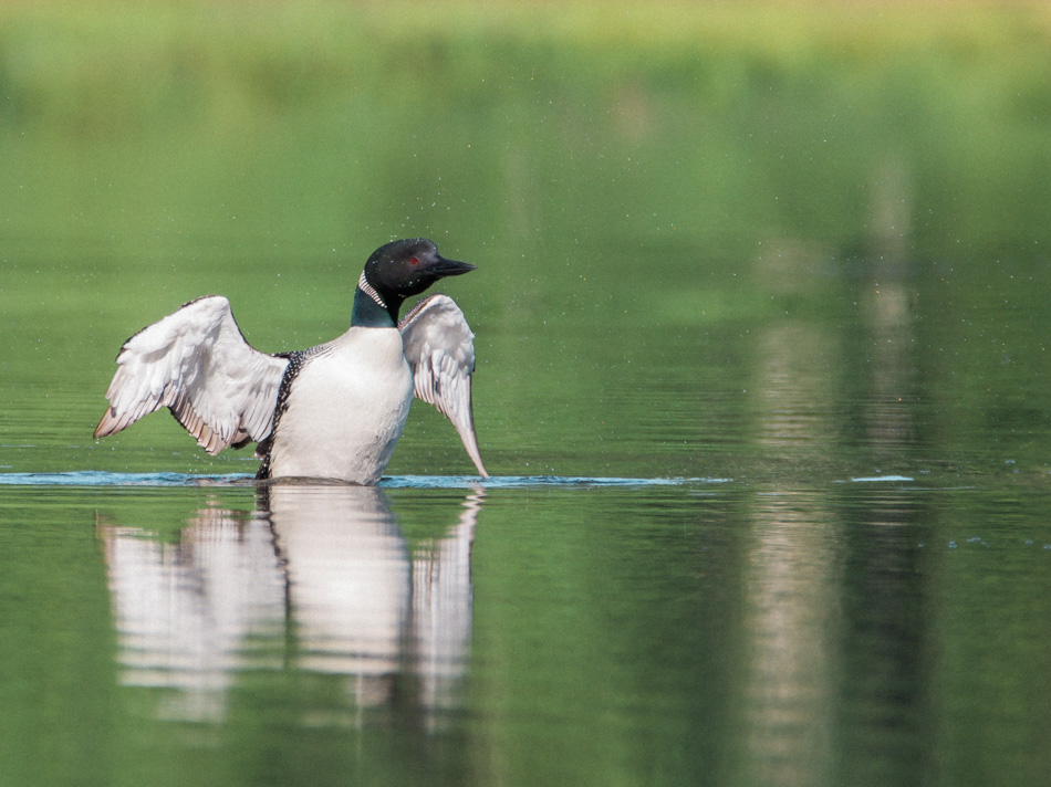 Common Loon at Surry Dam - Trevor LaBarge