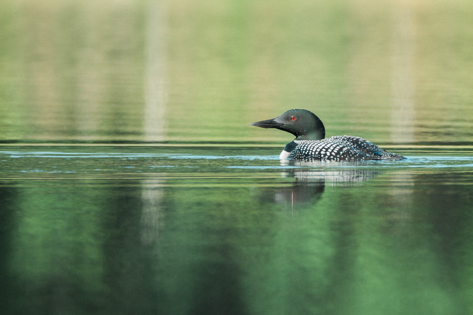 Common Loon at Surry Dam - Trevor LaBarge