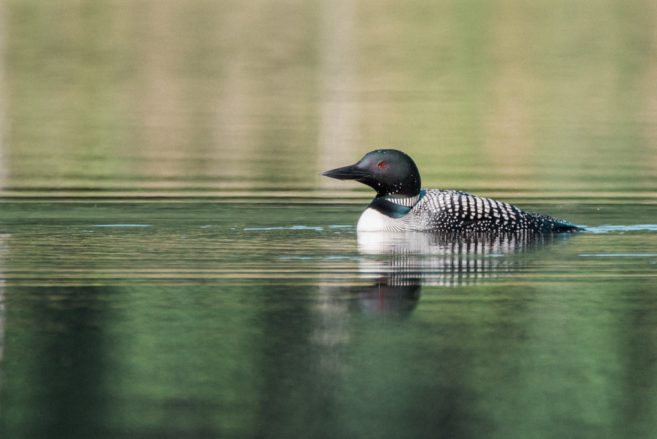 Common Loon at Surry Dam - Trevor LaBarge