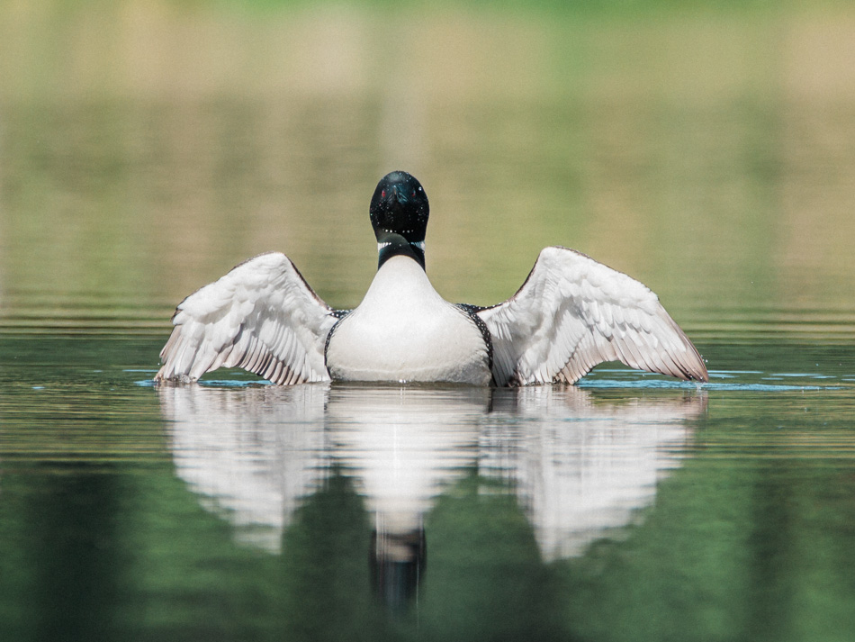 Common Loon at Surry Dam - Trevor LaBarge