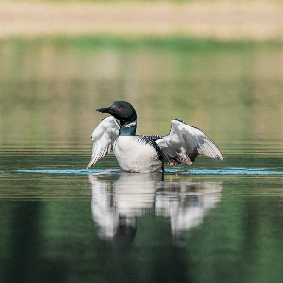 Common Loon at Surry Dam - Trevor LaBarge