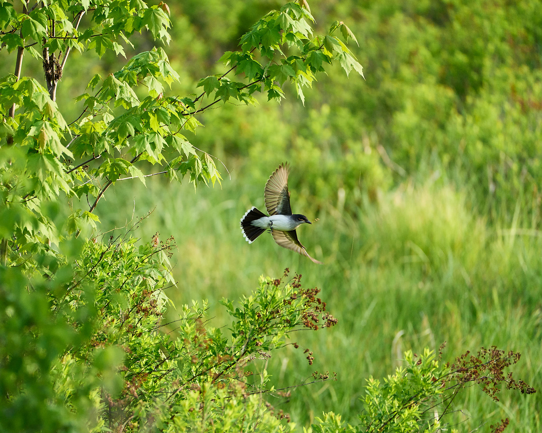 Eastern Kingbird in Flight - Trevor LaBarge